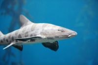 Snorkeling with Leopard Sharks at La Jolla Shores - SD Scuba Guide Blog