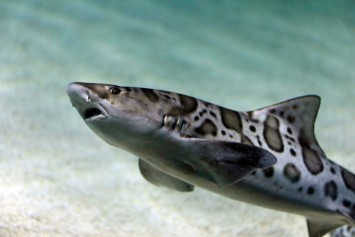 Snorkeling with Leopard Sharks at La Jolla Shores - SD Scuba Guide Blog