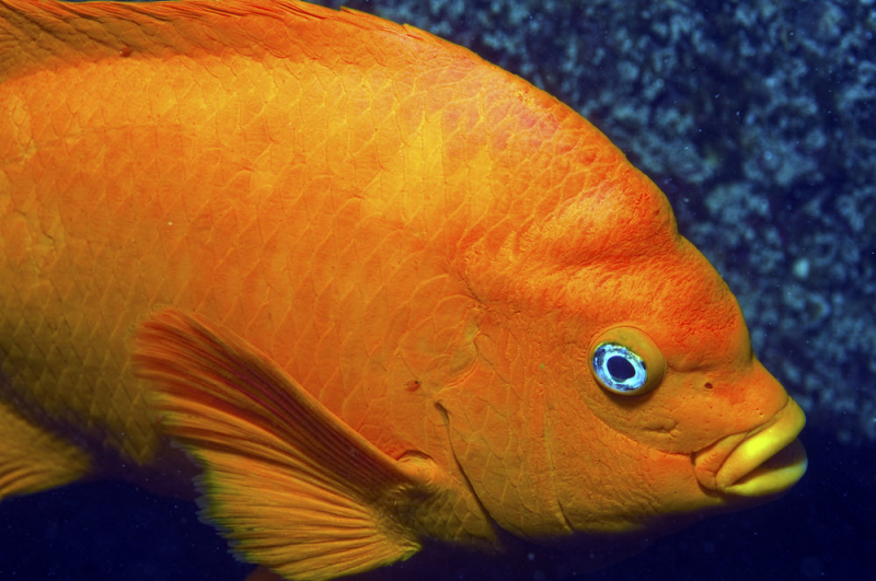 Top 5 Things You Didn’t Know About Garibaldi | Blog